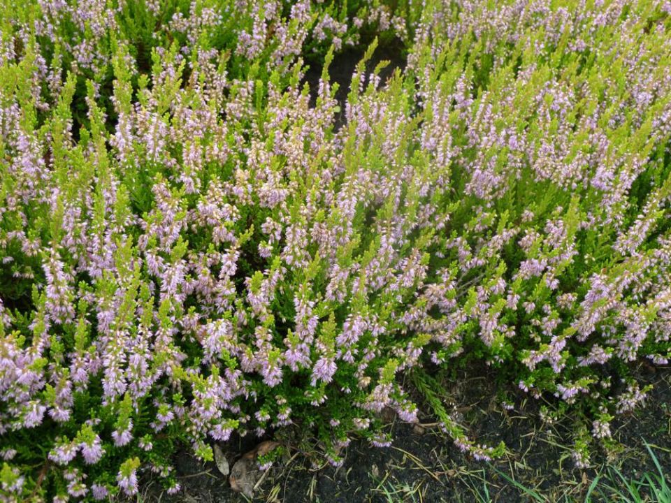 Calluna vulgaris 'Winter Chocolate' - Struikheide | De Tuinen van Appeltern