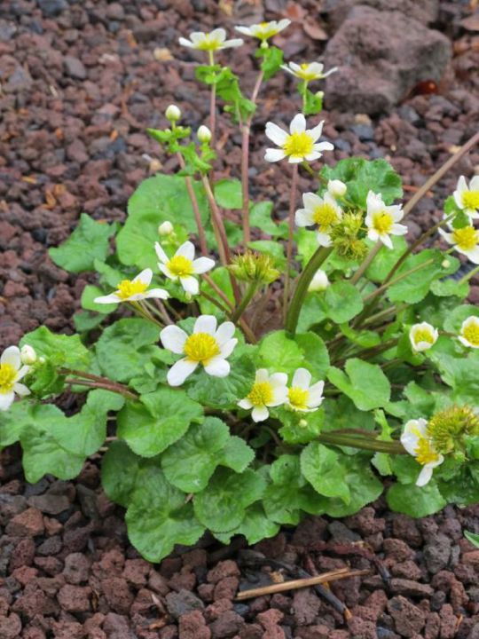 Caltha palustris var. alba - Gewone dotterbloem | De Tuinen van Appeltern