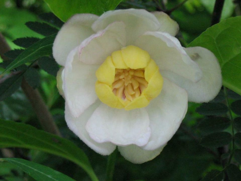 Calycanthus chinensis | De Tuinen van Appeltern