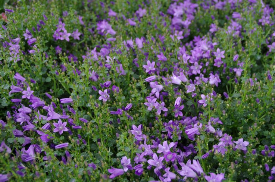 Campanula portenschlagiana 'Ambella Blue' (='PTB11701') - Klokjesbloem ...