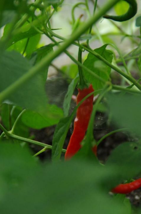 Capsicum annuum var. annuum - Peper | De Tuinen van Appeltern