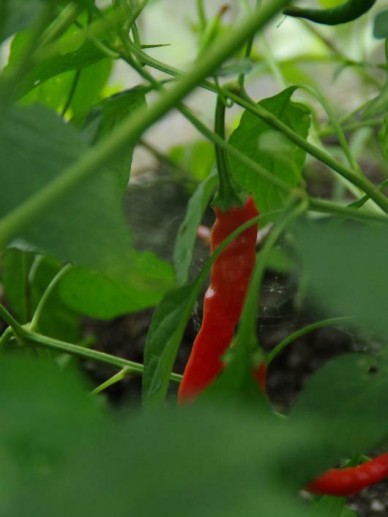 Capsicum annuum var. annuum - Peper | De Tuinen van Appeltern