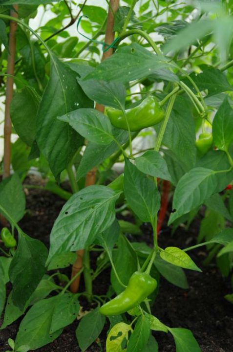 Capsicum annuum var. annuum - Peper | De Tuinen van Appeltern