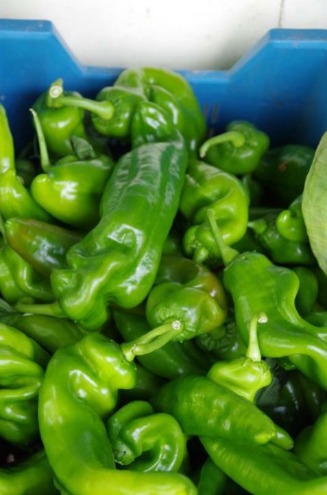 Capsicum annuum var. annuum - Peper | De Tuinen van Appeltern