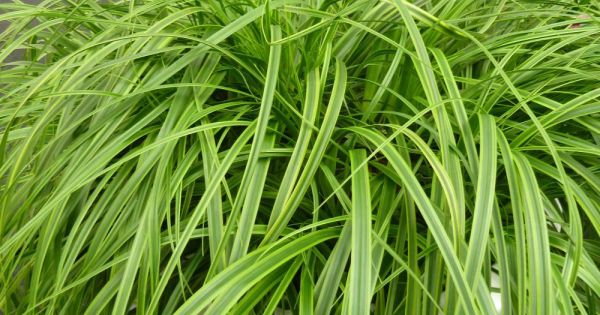 Carex oshimensis 'Everlime' - Bontbladige zegge | De Tuinen van Appeltern
