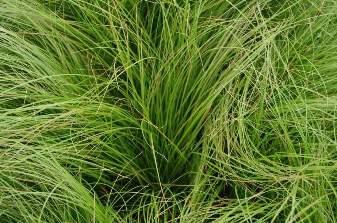 Carex testacea 'Prairie Fire' - Oranjezegge | De Tuinen van Appeltern