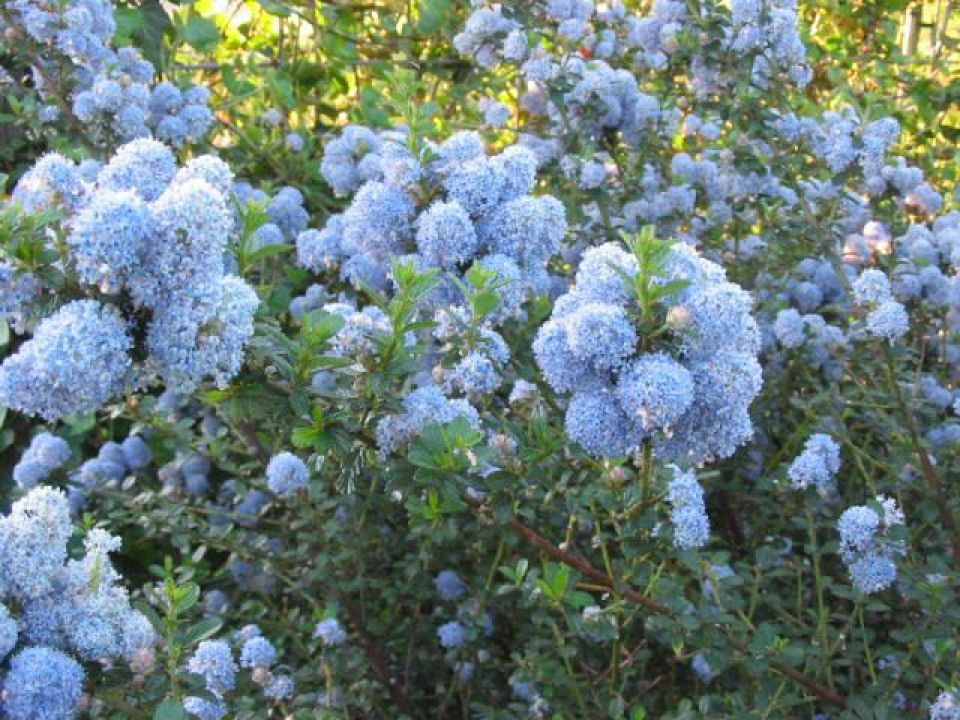 Ceanothus × veitchianus - Amerikaanse sering | De Tuinen van Appeltern