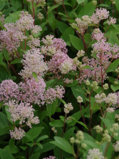 Ceanothus x pallidus 'Marie Simon' - Amerikaanse sering, herfstsering ...