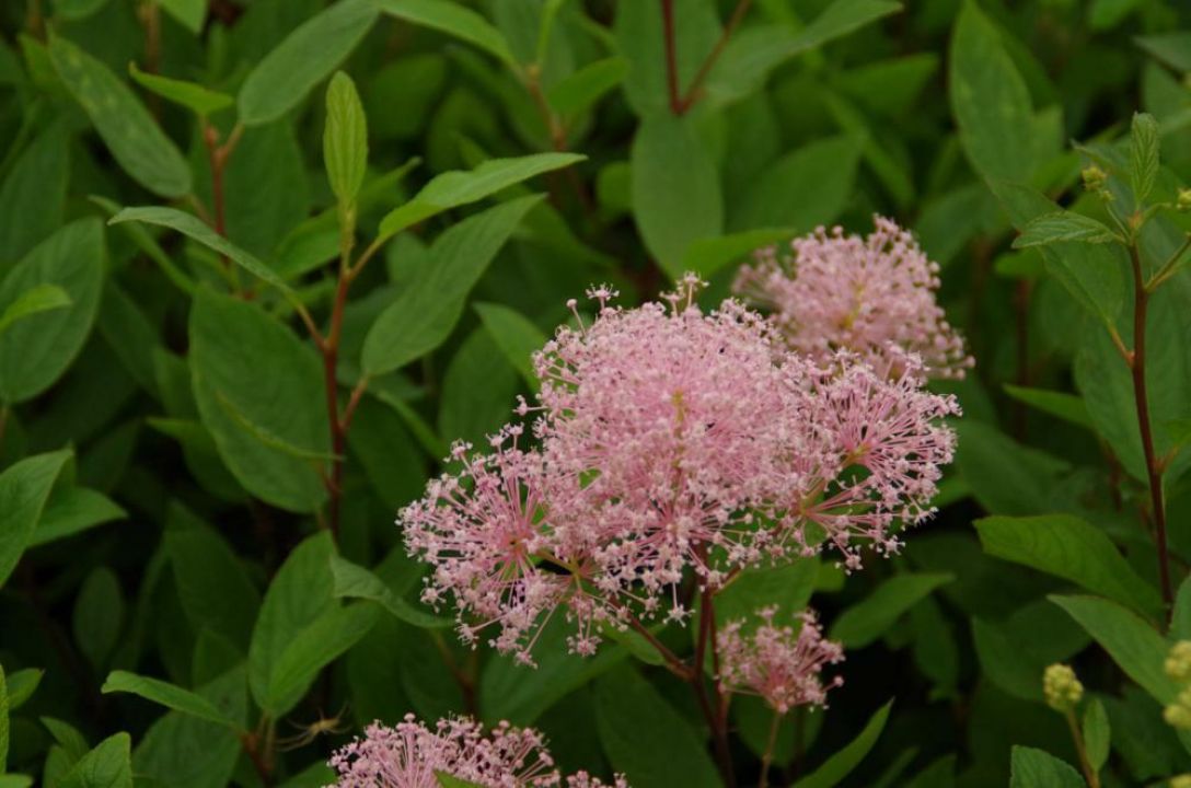 Ceanothus x pallidus 'Marie Simon' - Amerikaanse sering, herfstsering ...