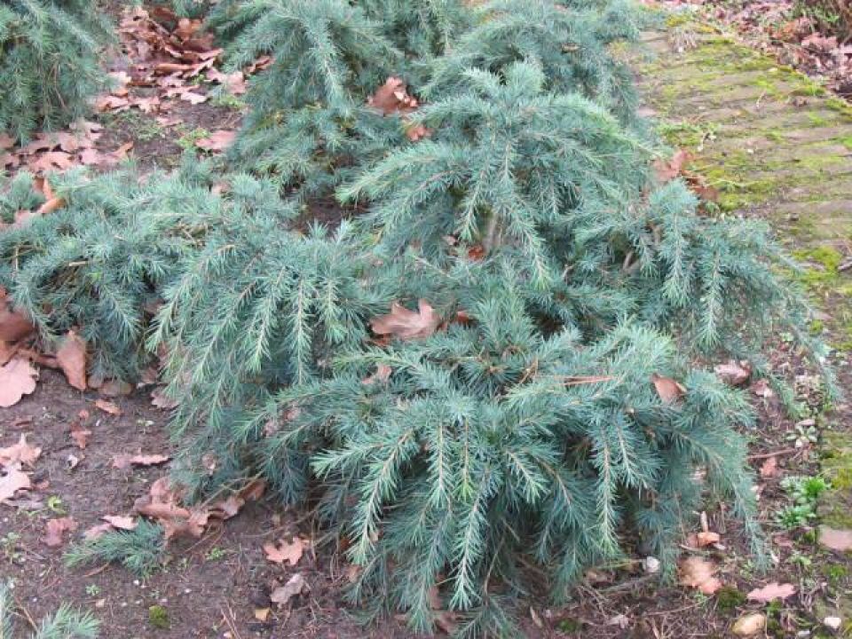 Cedrus deodara 'Feelin' Blue' - Himalaya ceder | De Tuinen van Appeltern