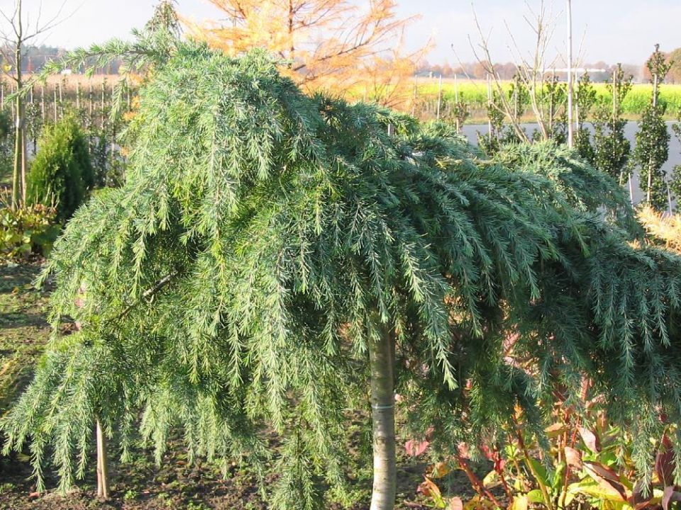 Cedrus deodara 'Feelin' Blue' - Himalaya ceder | De Tuinen van Appeltern