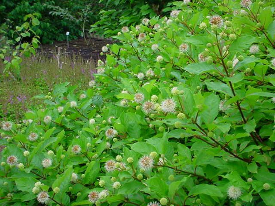 Cephalanthus occidentalis - Kogelbloem | De Tuinen van Appeltern