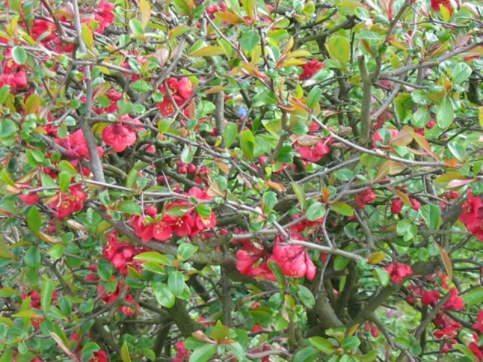 Chaenomeles speciosa 'Rubra' - Dwergkwee | De Tuinen van Appeltern