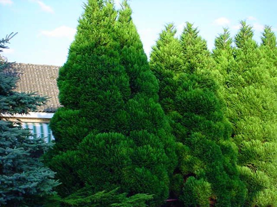 Chamaecyparis lawsoniana 'Erecta Viridis' - Schijncypres , Dwergcypres ...