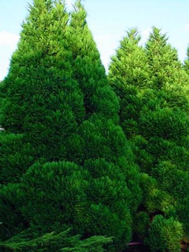 Chamaecyparis lawsoniana 'Erecta Viridis' - Schijncypres , Dwergcypres ...