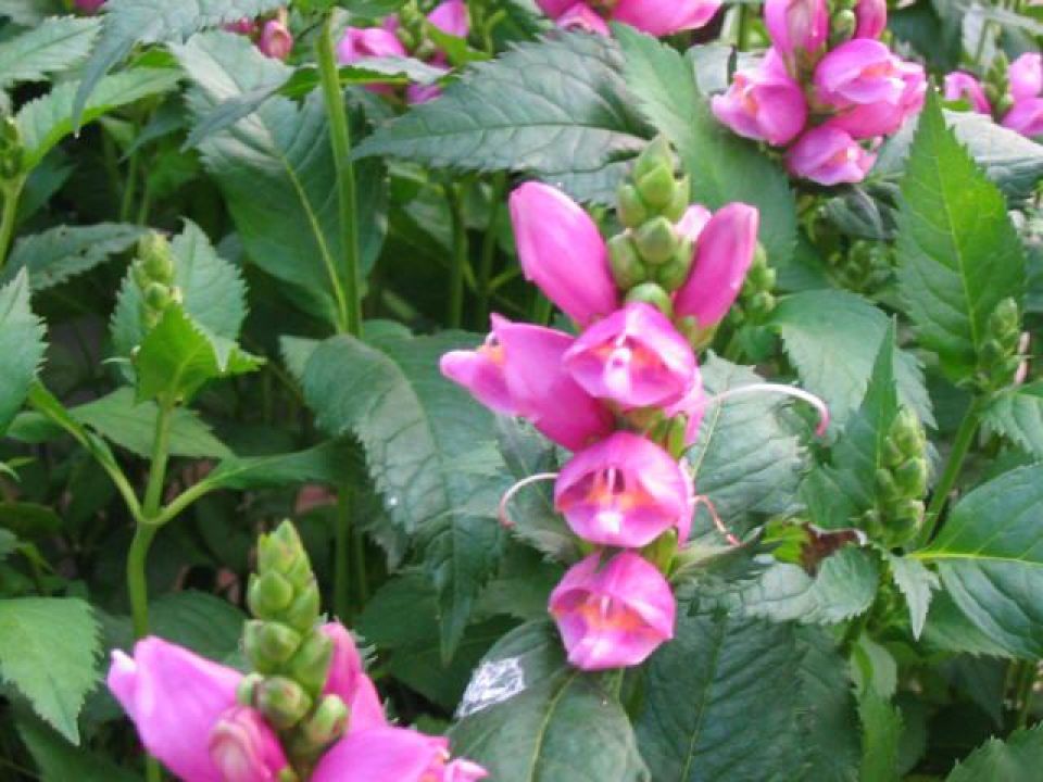 Chelone obliqua - Schildpadbloem | De Tuinen van Appeltern