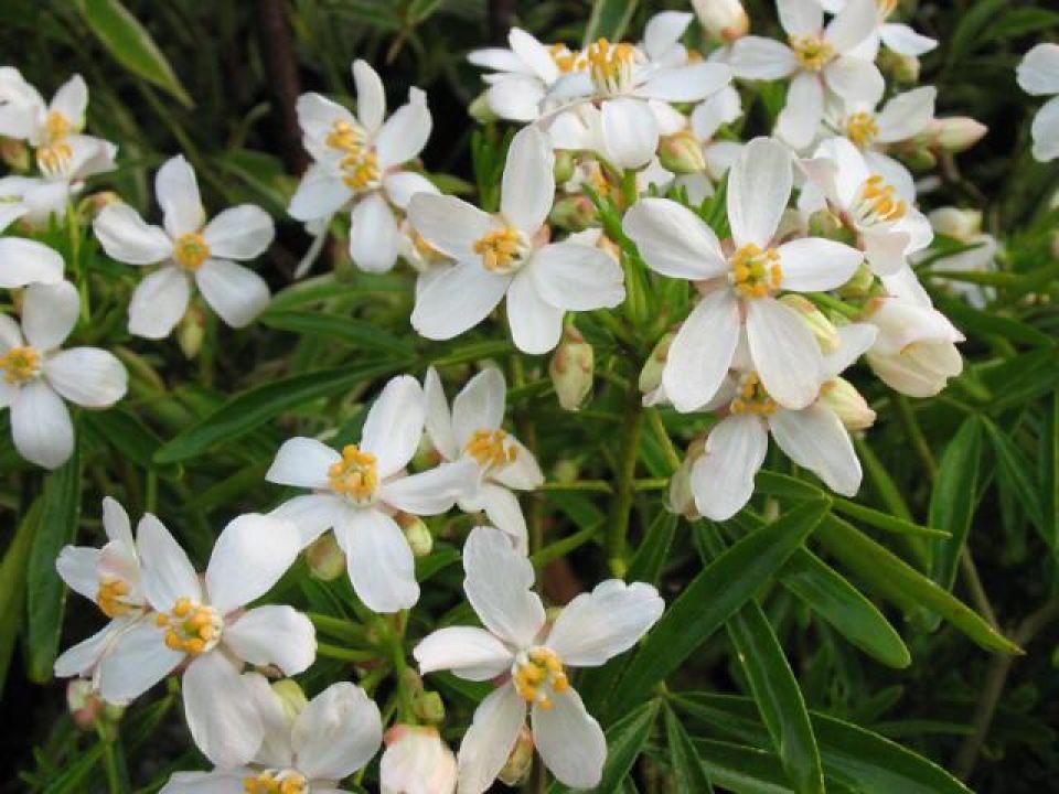Choisya ternata 'Aztec Pearl' - / | De Tuinen van Appeltern