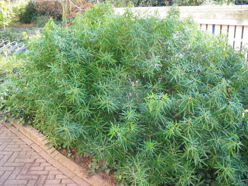 Choisya ternata 'Aztec Pearl' - / | De Tuinen van Appeltern