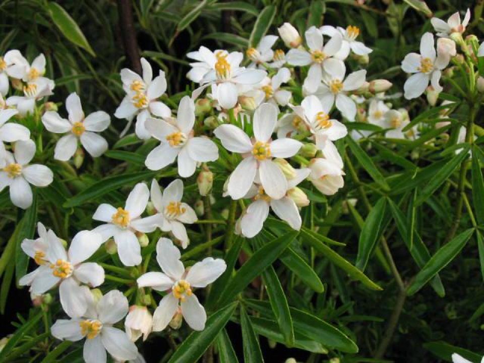 Choisya ternata 'Aztec Pearl' - / | De Tuinen van Appeltern