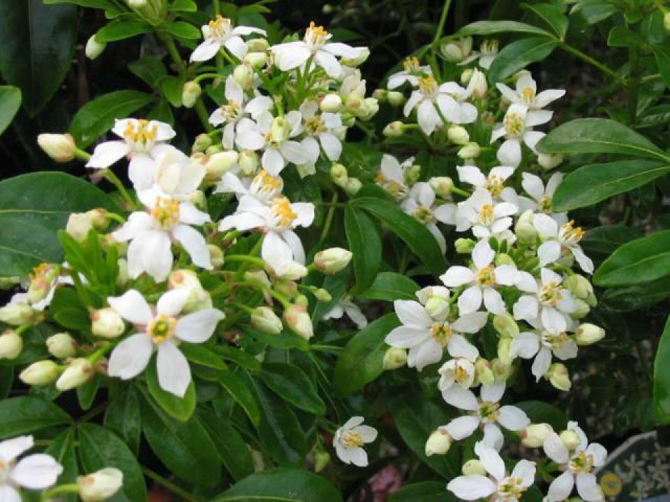 Choisya ternata - / | De Tuinen van Appeltern