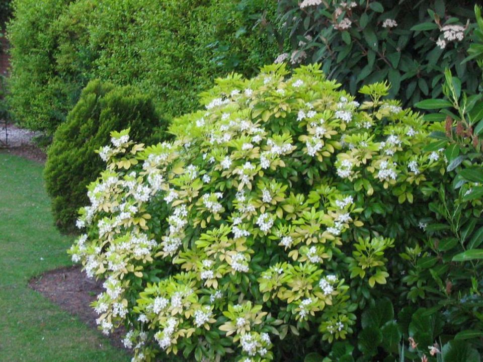 Choisya ternata 'Lich' - / | De Tuinen van Appeltern