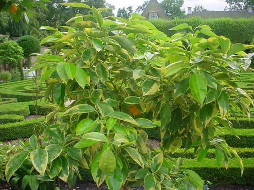 Citrus aurantium 'Variegata' - Bontbladige citrusvrucht | De Tuinen van ...