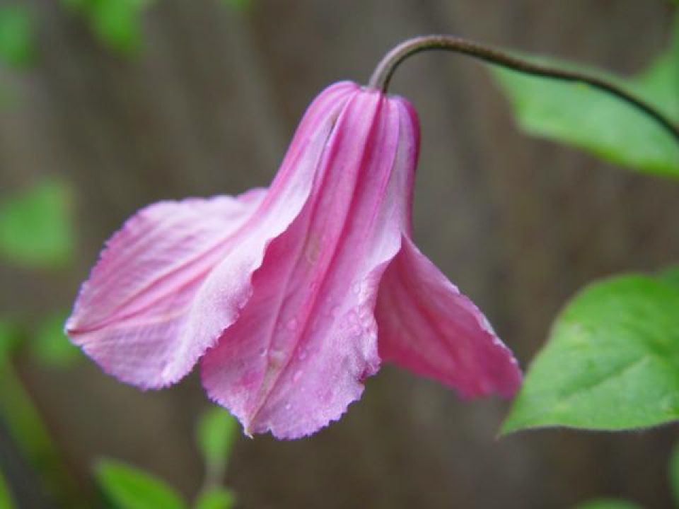 Clematis 'Alionushka' - Bosrank | De Tuinen van Appeltern