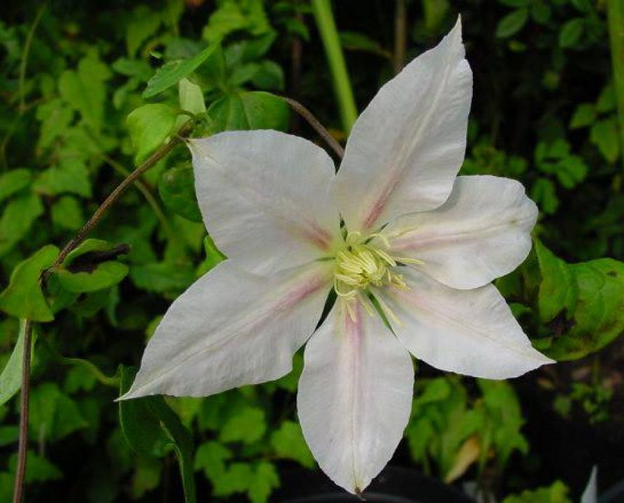 Clematis 'Andromeda' - Grootbloemige bosrank | De Tuinen van Appeltern