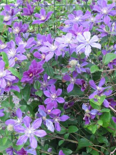 Clematis 'Arabella' - Bosdruif, bosrank | De Tuinen van Appeltern