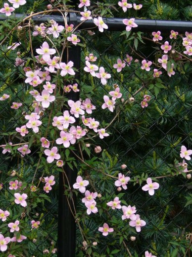 Clematis 'Pink Starlight' (='Cadson2') - Bosrank | De Tuinen van Appeltern