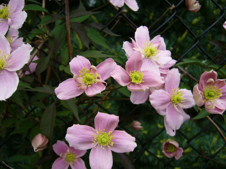 Clematis 'Pink Starlight' (='Cadson2') - Bosrank | De Tuinen van Appeltern
