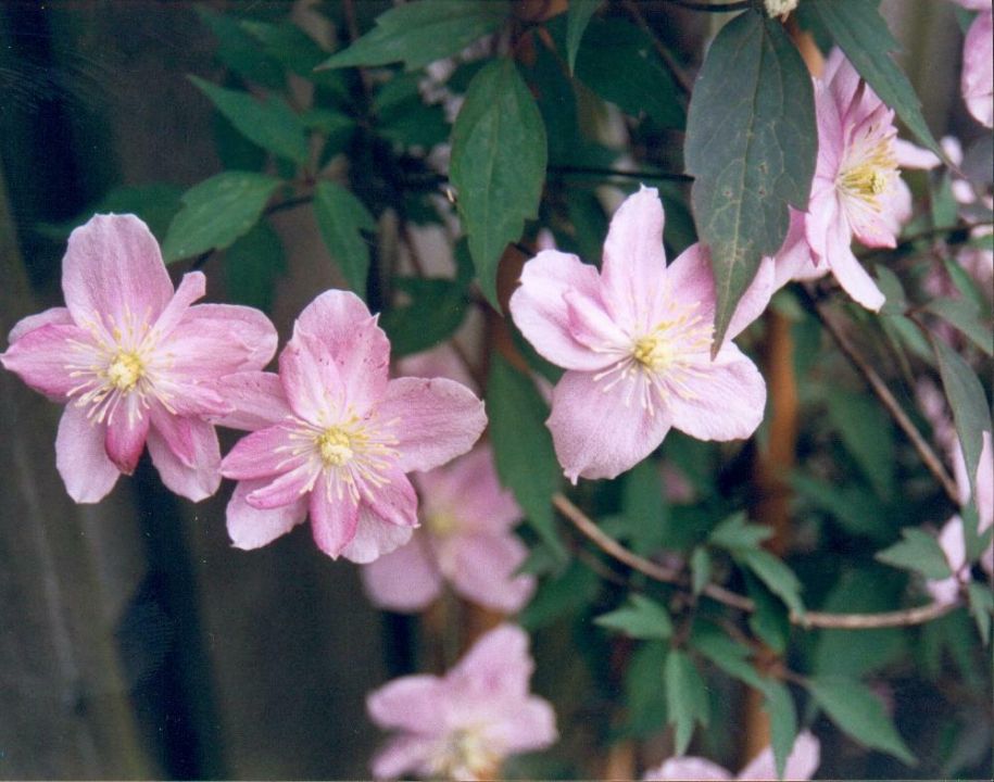 Clematis 'Pink Starlight' (='Cadson2') - Bosrank | De Tuinen van Appeltern