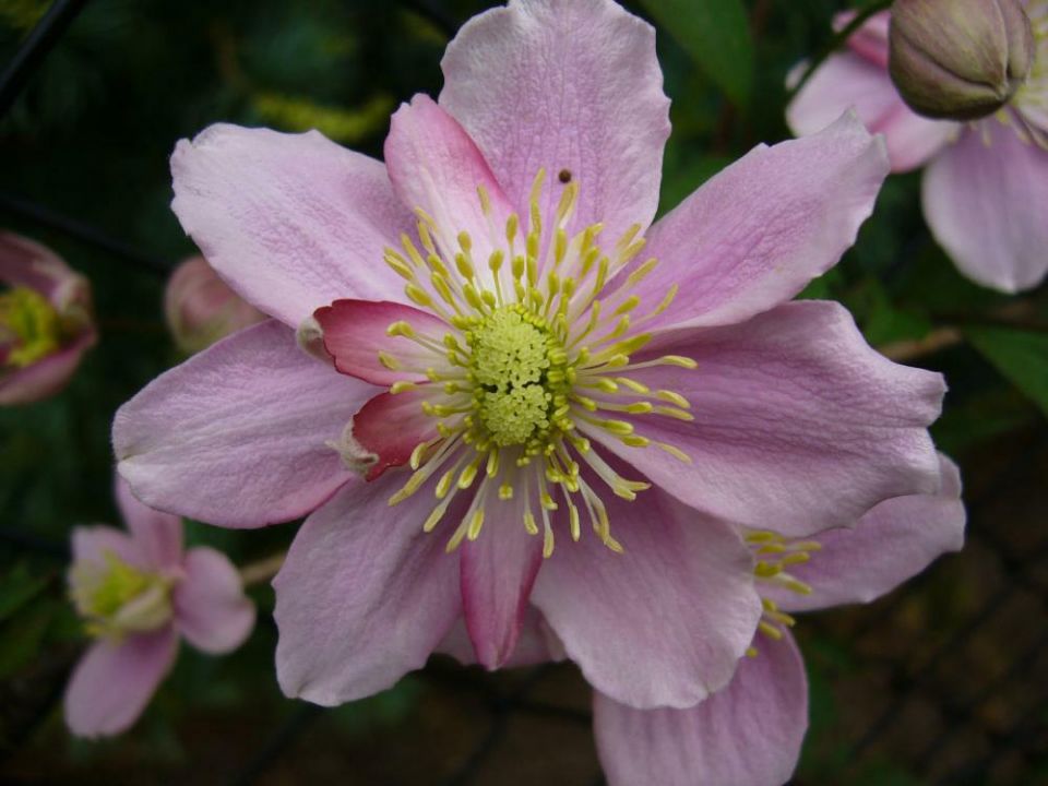 Clematis 'Pink Starlight' (='Cadson2') - Bosrank | De Tuinen van Appeltern