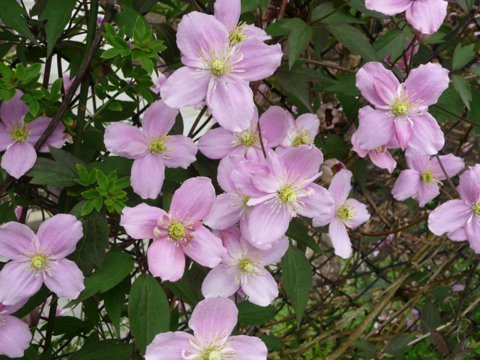 Clematis 'Pink Starlight' (='Cadson2') - Bosrank | De Tuinen van Appeltern