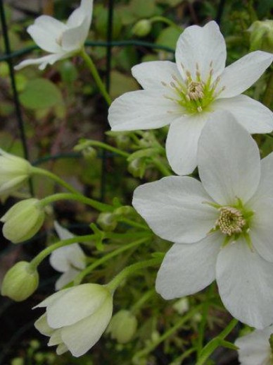 Clematis × cartmanii 'Joe' - Groenblijvende bosrank | De Tuinen van ...