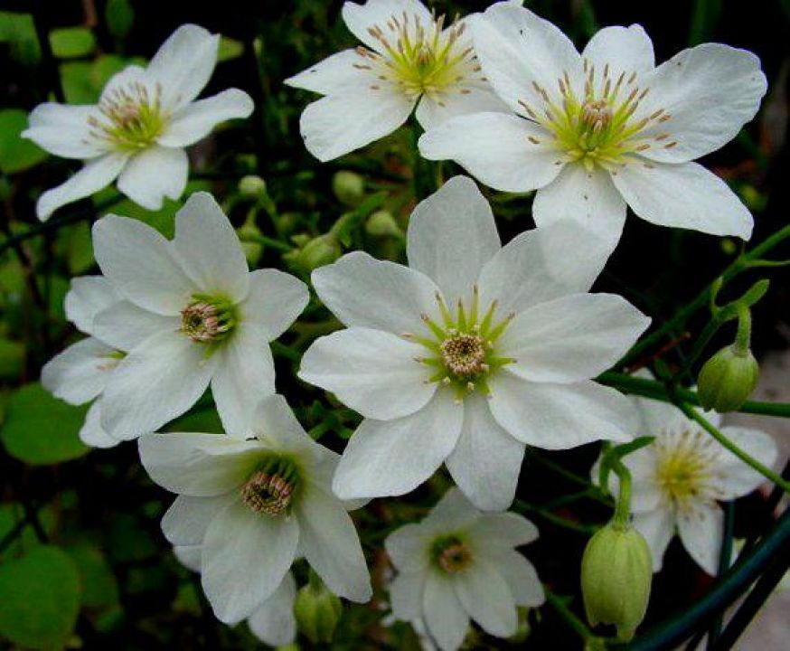 Clematis × cartmanii 'Joe' - Groenblijvende bosrank | De Tuinen van ...