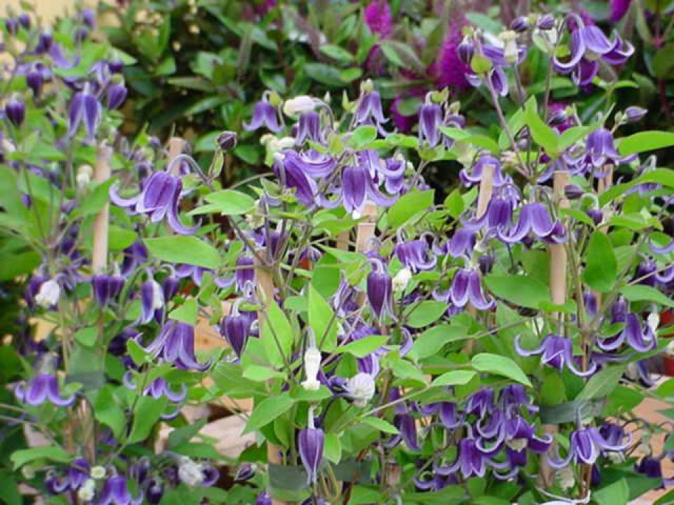 Clematis 'Fascination' - Bosrank | De Tuinen van Appeltern