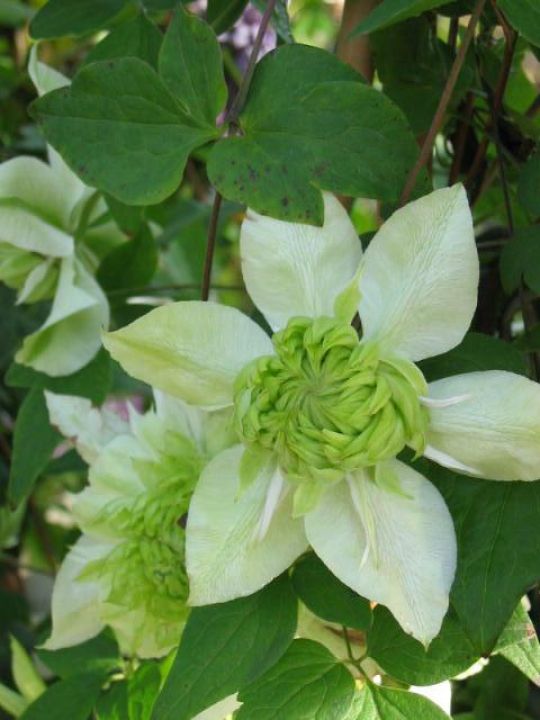 Clematis florida 'Alba Plena' - Bosrank | De Tuinen van Appeltern