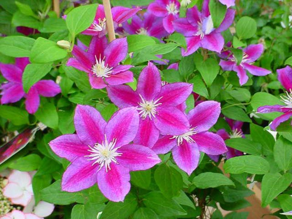 Clematis 'Hania' - Grootbloemige bosrank | De Tuinen van Appeltern