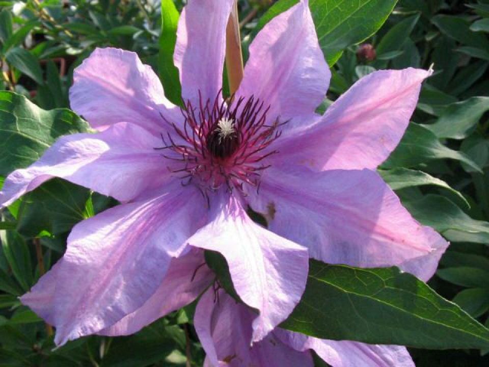 Clematis 'Natascha' - Grootbloemige bosrank | De Tuinen van Appeltern
