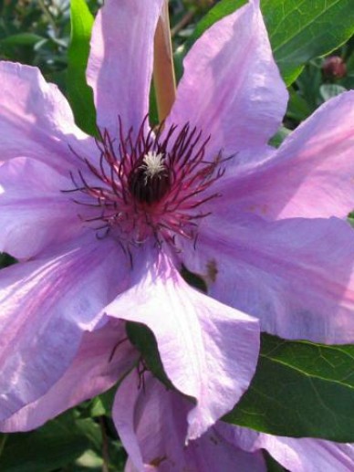 Clematis 'Natascha' - Grootbloemige bosrank | De Tuinen van Appeltern