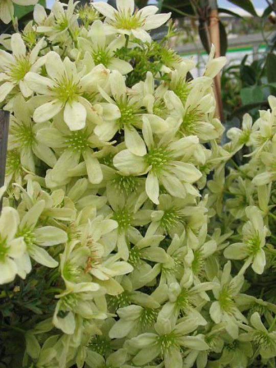 Clematis 'Pixie' - Groenblijvende bosrank | De Tuinen van Appeltern