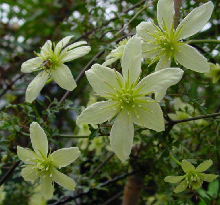Clematis 'Pixie' - Groenblijvende bosrank | De Tuinen van Appeltern