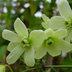 Clematis 'Pixie' - Groenblijvende bosrank | De Tuinen van Appeltern