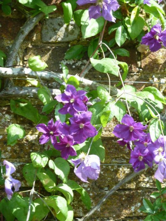 Clematis 'Victoria' - Grootbloemige bosrank | De Tuinen van Appeltern