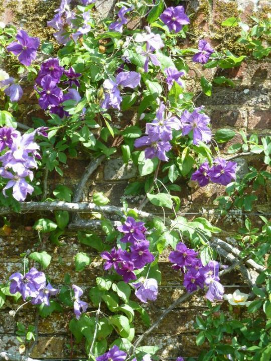 Clematis 'Victoria' - Grootbloemige bosrank | De Tuinen van Appeltern