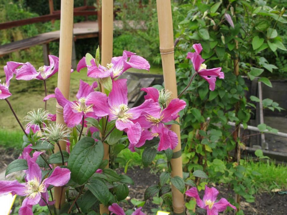 Clematis 'Inspiration' (='Zoin') - | De Tuinen van Appeltern