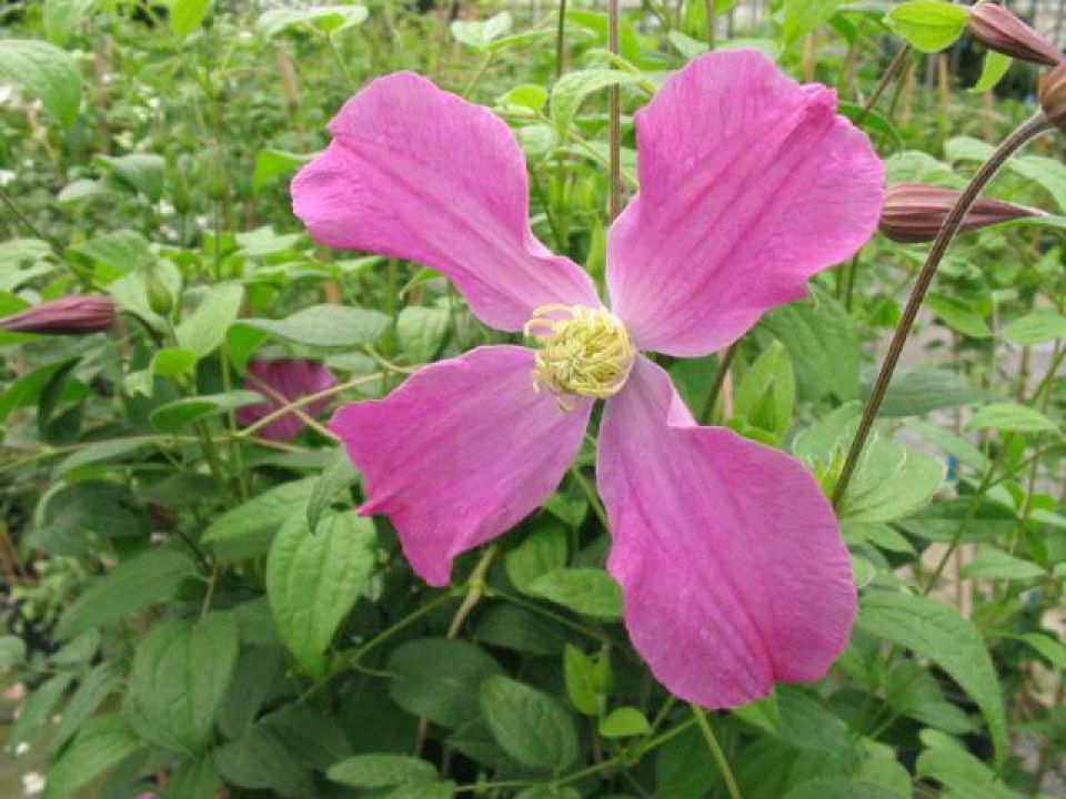 Clematis 'Inspiration' (='Zoin') - | De Tuinen van Appeltern