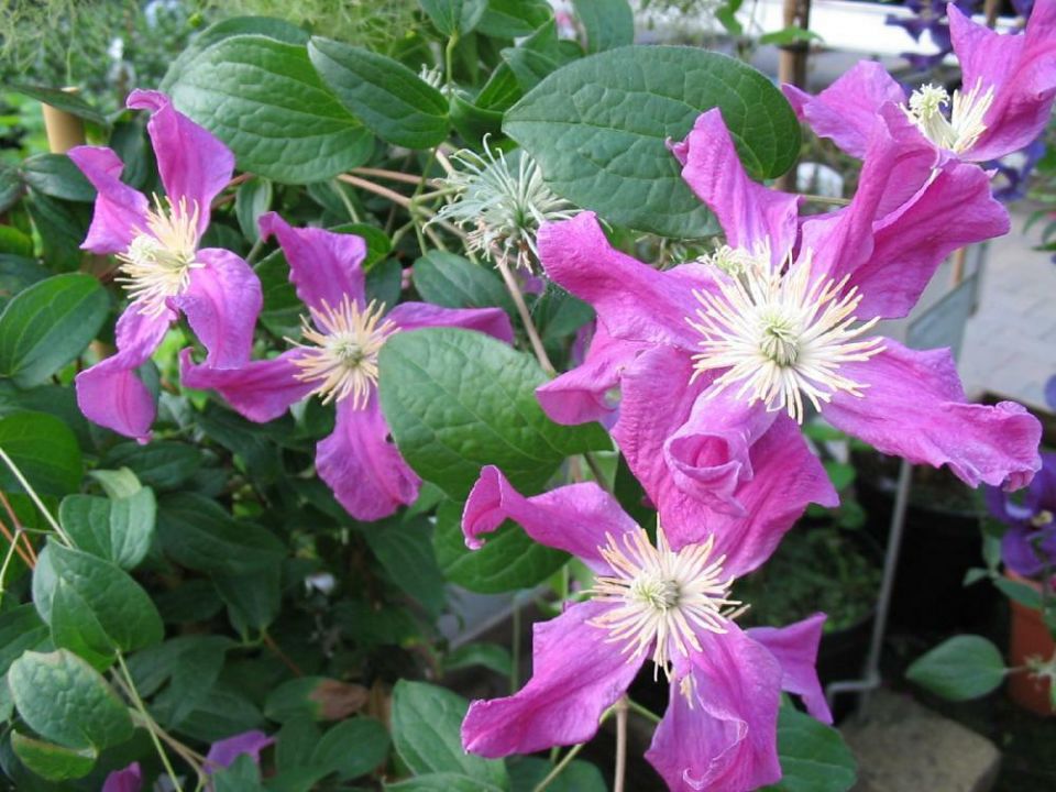 Clematis 'Inspiration' (='Zoin') - | De Tuinen van Appeltern
