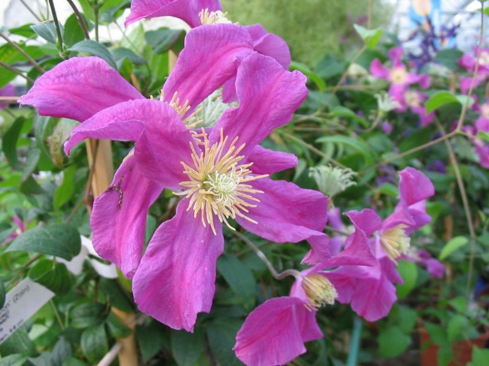 Clematis 'Inspiration' (='Zoin') - | De Tuinen van Appeltern